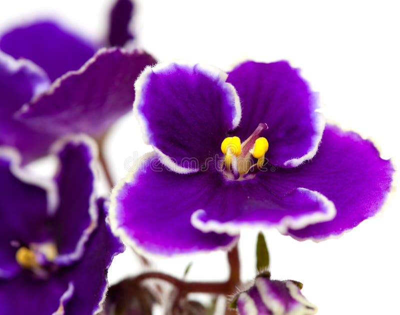 Afrikaans viooltje stock afbeelding. Image of binnen - 33704775