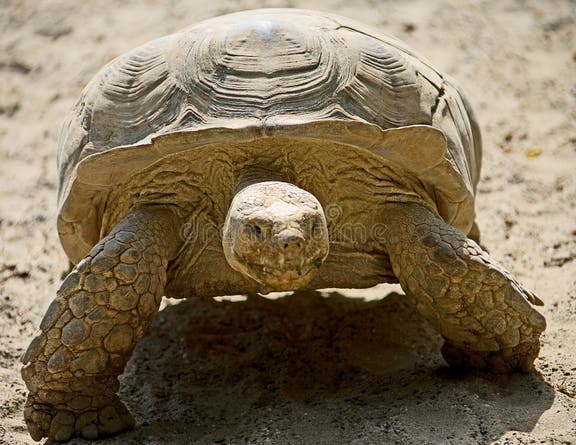 Afrikaanse Aangespoorde Schildpad 2 Stock Afbeelding - Image of milieu ...