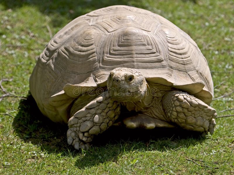 Afrikaanse Aangespoorde Schildpad 2 Stock Afbeelding - Image of milieu ...