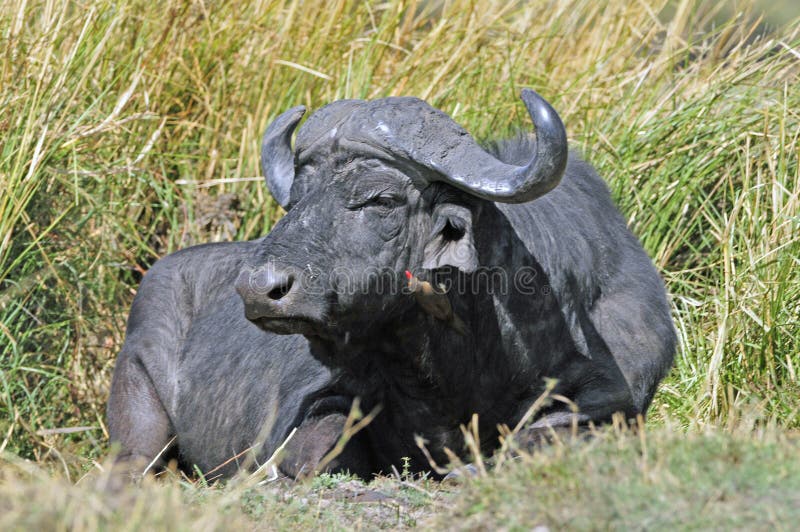 Afrikaanse Buffel, Cape Buffalo, Syncerus Caffer Stock Photo - Image of ...