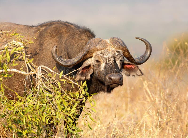 Afrikaanse Buffel, Cape Buffalo, Syncerus Caffer Stock Image - Image of ...
