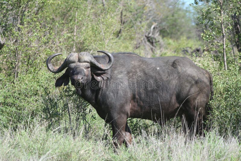De Afrikaanse Baby Van Buffels Stock Foto - Image of zoogdier ...