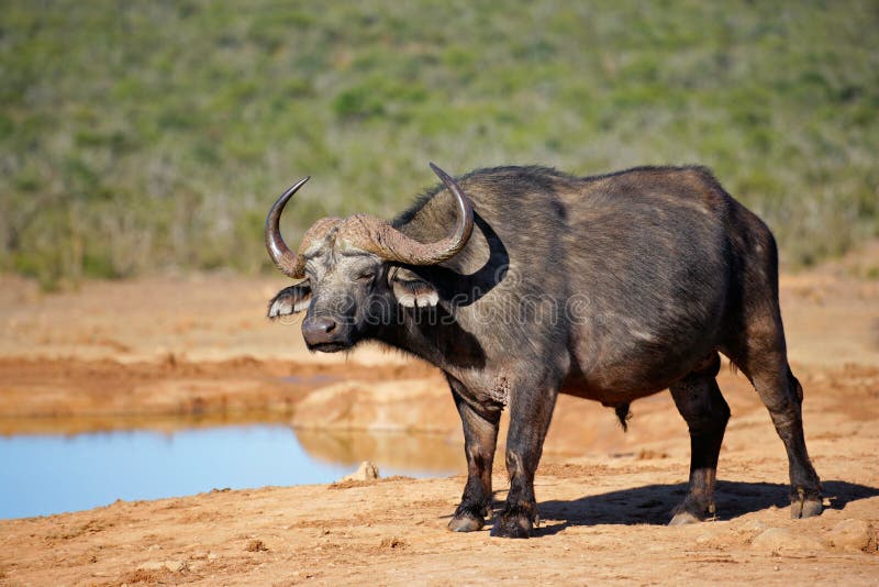 Afrikaanse Buffels Bul, Zuid-Afrika Stock Afbeelding - Afbeelding ...