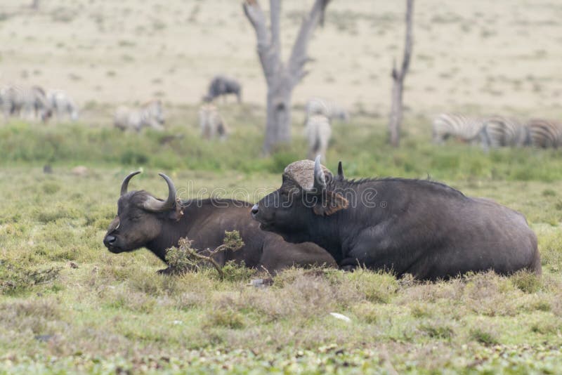 Afrikaanse buffel stock foto. Image of zoogdier, wild - 43861306