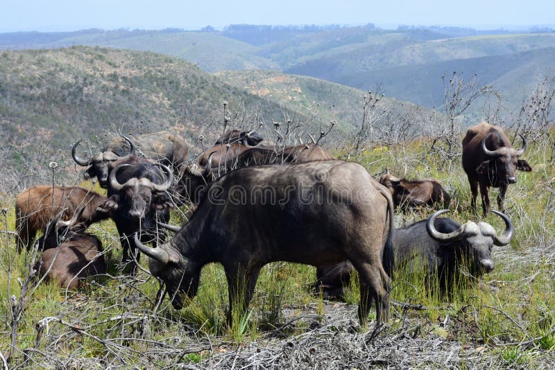 Afrikaanse Buffels, Botlierskop-Reserve, Zuid-Afrika Stock Foto - Image ...