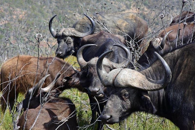 Afrikaanse Buffels, Botlierskop-Reserve, Zuid-Afrika Stock Foto - Image ...