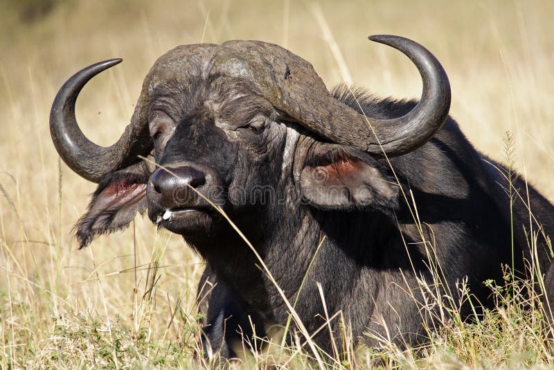 Afrikaanse Buffel in Geel Gras, Masai Mara, Kenia Stock Afbeelding ...