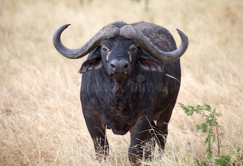Afrikaanse Buffel (Syncerus Caffer) Stock Foto - Image of stier ...