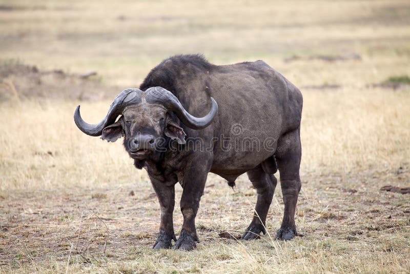 Afrikaanse Buffels (Syncerus Caffer) Stock Afbeelding - Image of ...