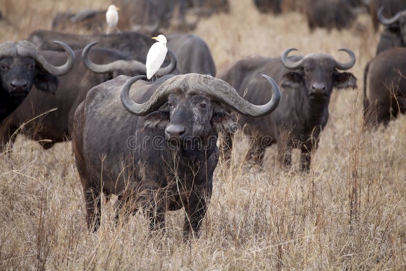 Afrikaanse Buffels (Syncerus Caffer) Stock Afbeelding - Image of ...