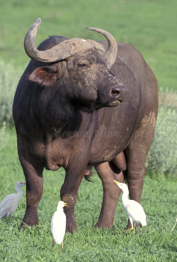 Afrikaanse Buffels of Kaapbuffels, Syncerus Caffer Stock Foto - Image ...