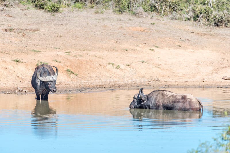 Afrikaanse Buffels in Water Stock Afbeelding - Image of zoogdier ...
