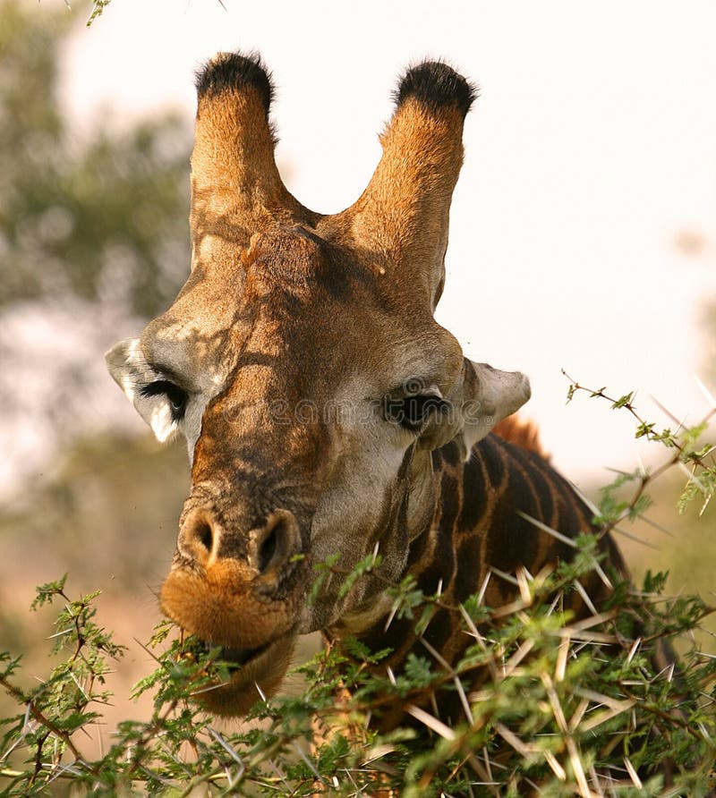 Afrikaanse Giraf stock afbeelding. Image of milieu, bladeren - 6597995