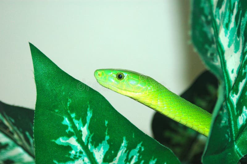 Afrikaanse Groene Slang Mamba Stock Foto - Image of groen, dodelijk ...