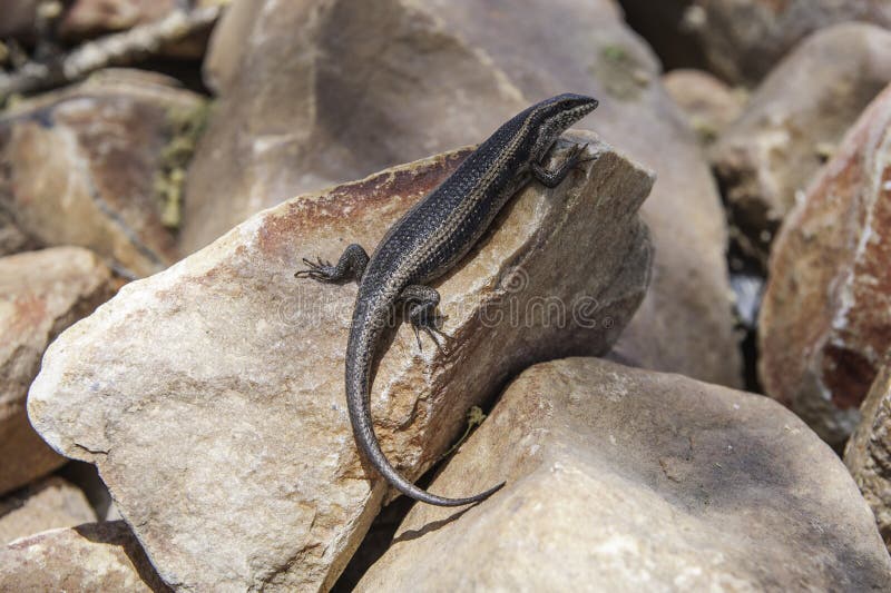Afrikaanse Die Hagedis Als Gestreepte Skink, Trachylepsis-striata Wordt ...