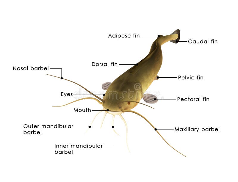 Blauwvintage Van Elektrische Katvis Vector Illustratie - Illustration ...