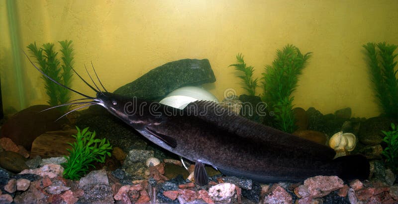 Katvis Die in Een Aquarium Leven Stock Foto - Image of huisdier ...