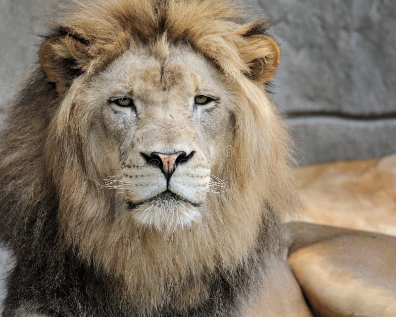Afrikaanse leeuw stock foto. Image of afrika, dier, portret - 16098290
