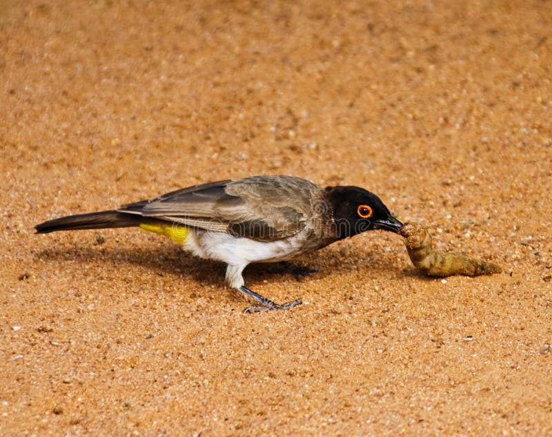 Afrikaanse mus stock foto. Image of lichaam, dier, grijs - 4418290