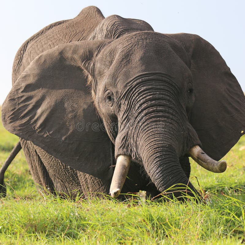 Olifant Terug Met Vogels - Amboseli (Kenia) Stock Foto - Image of dier ...
