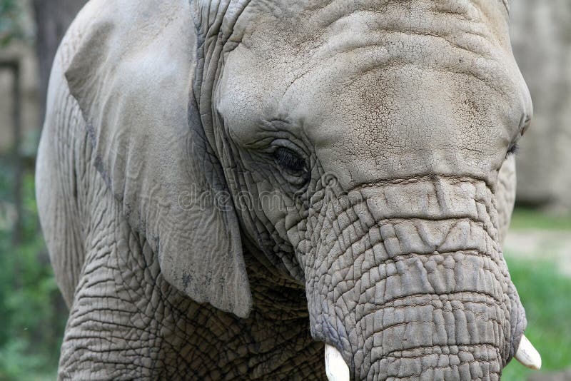 Olifant die close-up eet stock foto. Image of groen, wild - 15240662