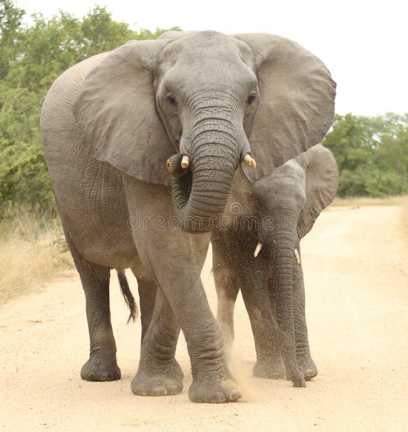 Afrikaans Olifantenbaby stock afbeelding. Image of afrikaans - 14840641