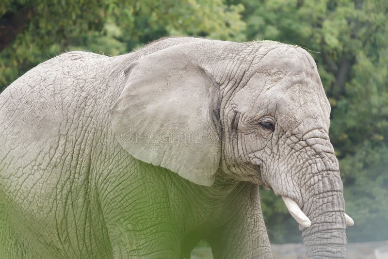 Afrikaanse Olifant of Loxodonta-dier Van Het Africana Het Grootste Land ... Afrikaanse Olifant of Loxodonta-dier Van Het Africana Het Grootste Land ...