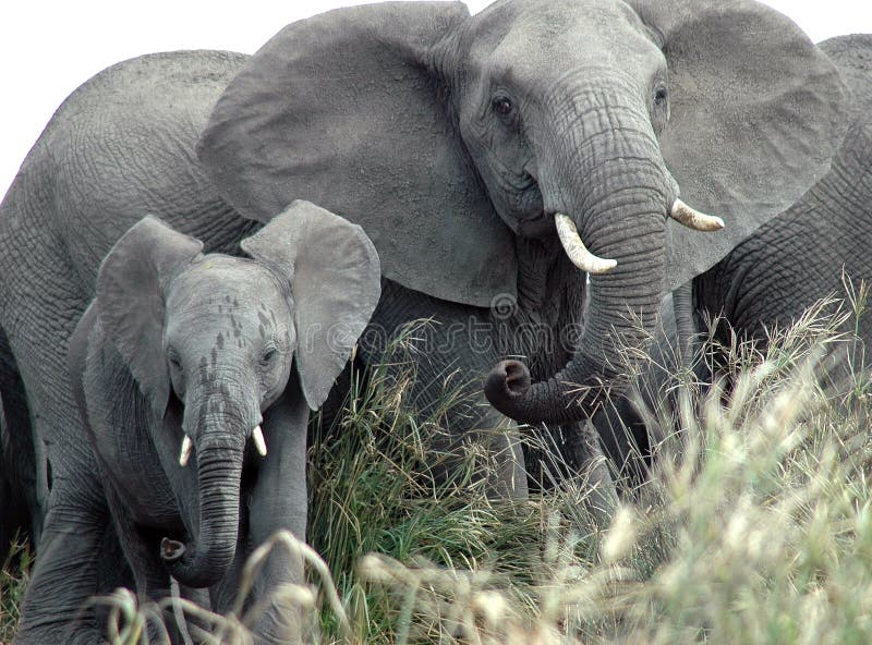 Afrikaanse olifanten stock foto. Image of boomstam, zoogdier - 2306386