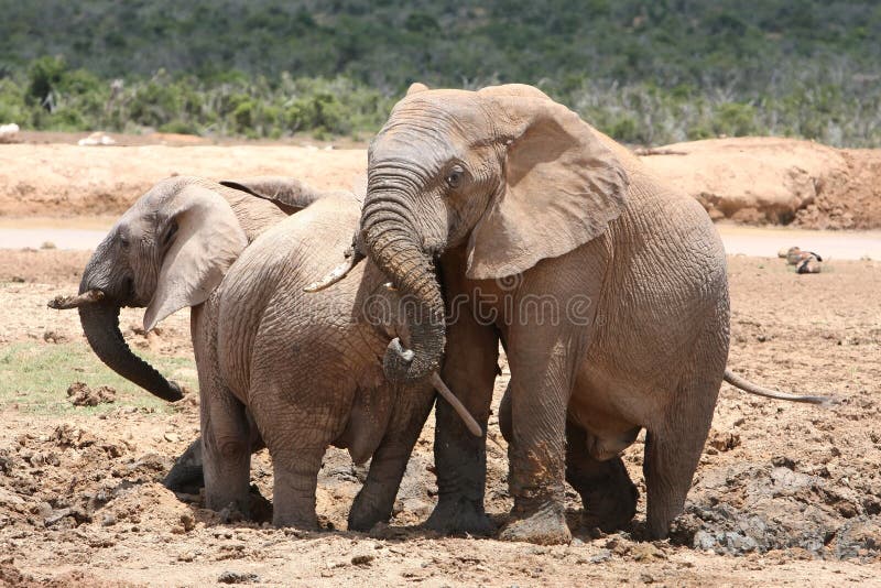 Afrikaanse Olifanten stock foto. Image of nave, mooi, groen - 7646328