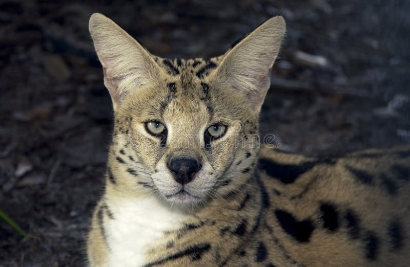 Een Afrikaanse Serval Cat Behind De Kooi Stock Afbeelding - Image of exotisch, roofdier: 151517269