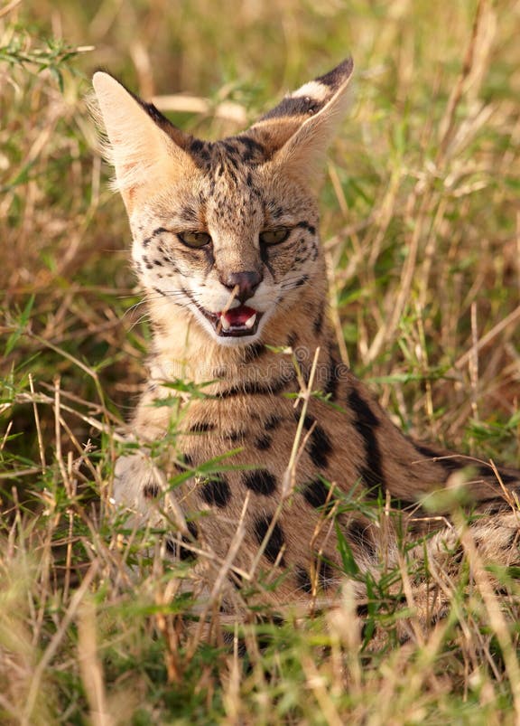 Afrikaanse Serval (serval Leptailurus) Stock Afbeelding - Image of naughty, dier: 14282709