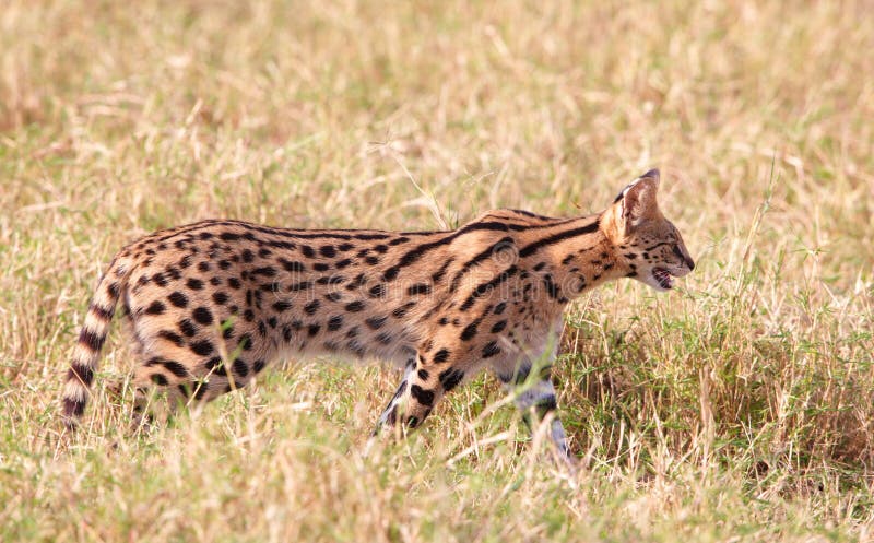 Afrikaanse Serval (serval Leptailurus) Stock Foto - Image of oren, sluit: 14489202
