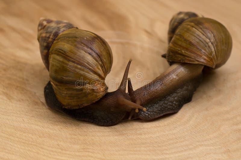 Zacht En Slakkenpaar Die in Openlucht Kussen Koesteren Stock Afbeelding ...