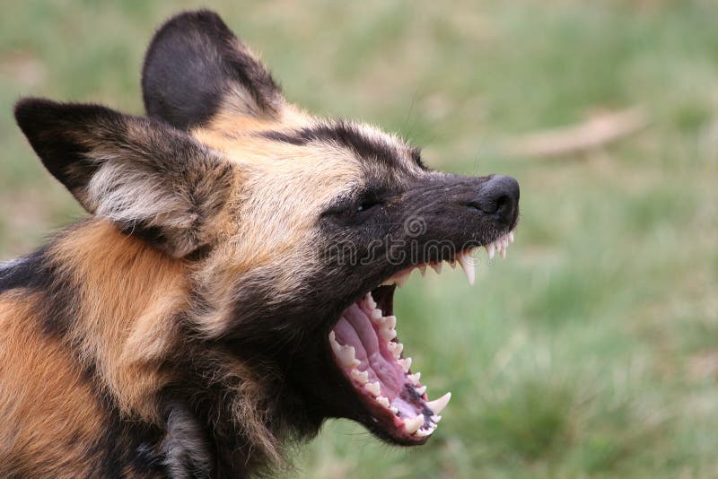 Afrikaanse wild-hond stock afbeelding. Image of carnivoor - 9333529