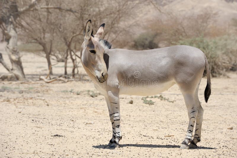 De Somalische Wilde Ezel Van De Baby Stock Foto - Image of paarden ...