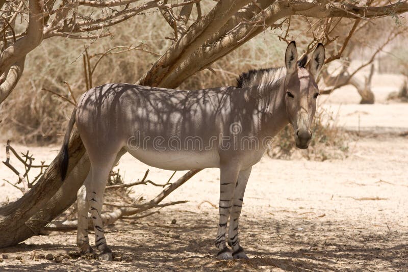 Het Afrikaanse Wilde Ezel Eten Stock Foto - Image of sahara, woestijn ...