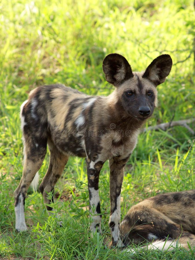 Afrikaanse wilde hond stock afbeelding. Image of hond - 13093319