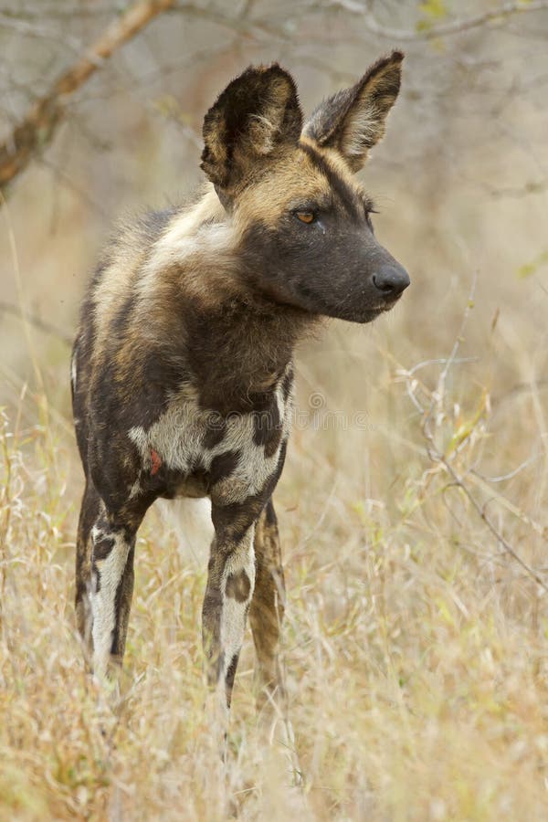 Afrikaanse Wilde Hond stock foto. Image of zeldzaam, park - 21013624