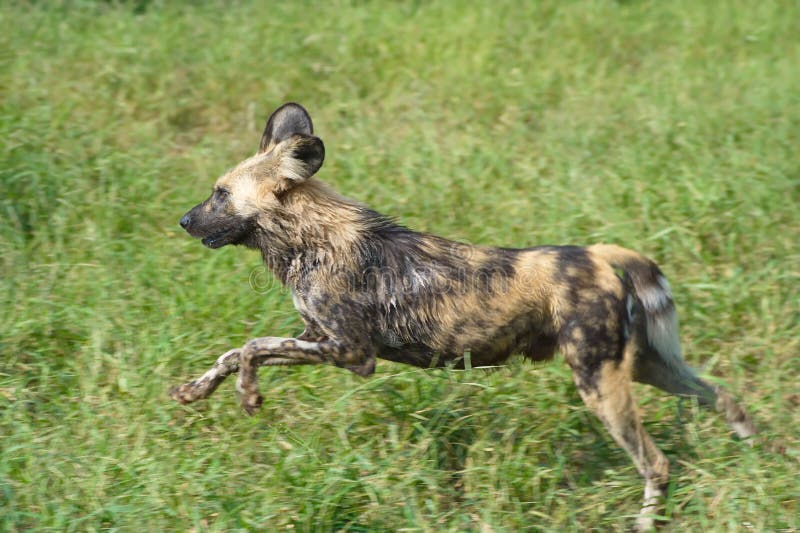 Lopende Afrikaanse Wilde Hond. Stock Afbeelding - Afbeelding bestaande ...