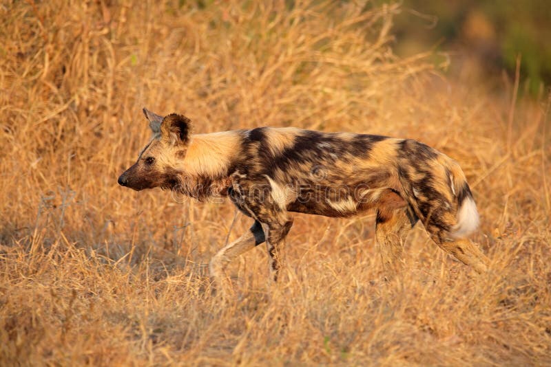 Afrikaanse Wilde Hond stock afbeelding. Image of afrika - 42667529