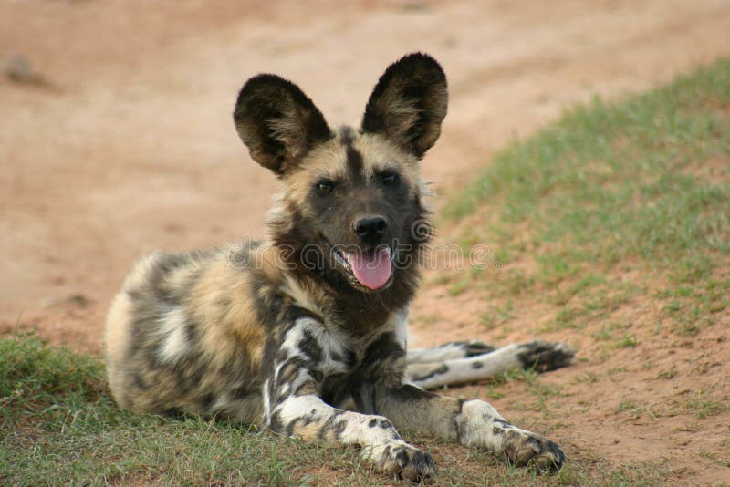 Afrikaanse Wilde Hond stock afbeelding. Image of jacht - 5320419
