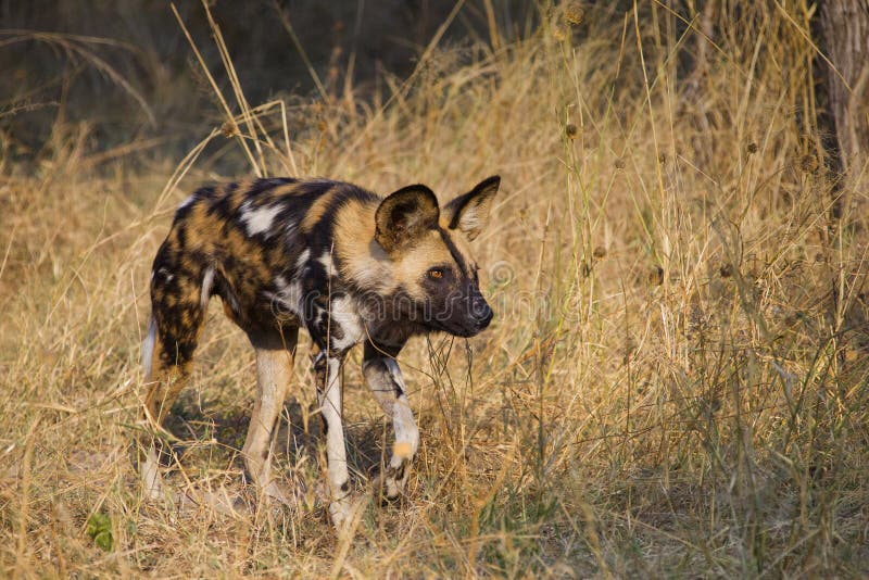 Het wilde hond besluipen stock afbeelding. Afbeelding bestaande uit ...