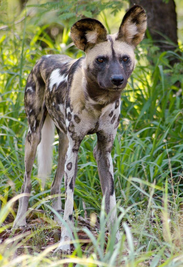 Afrikaanse wilde hond stock foto. Image of jager, alarm - 9862898