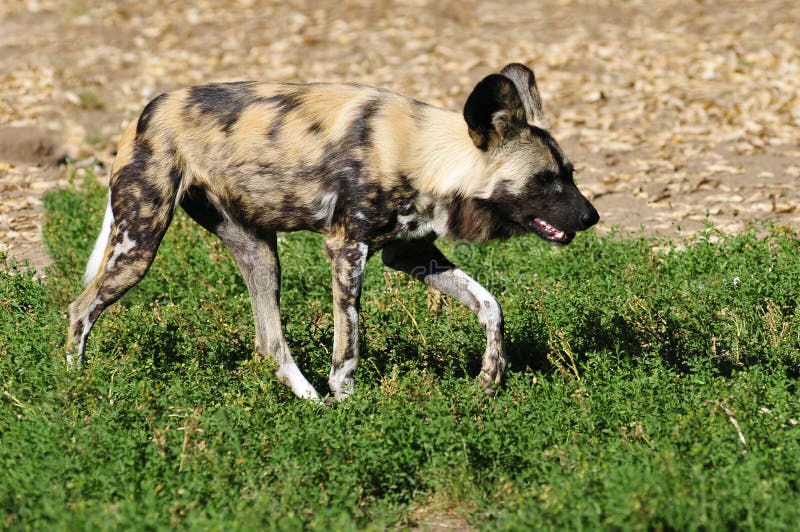 Afrikaanse Wilde Hond Op Gras Stock Afbeelding - Image of bruin, hond ...