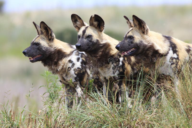 Afrikaanse wilde honden stock afbeelding. Image of vakantie - 37283365