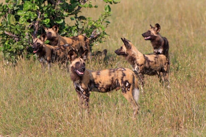 Afrikaanse wilde honden stock afbeelding. Image of soorten - 68454795