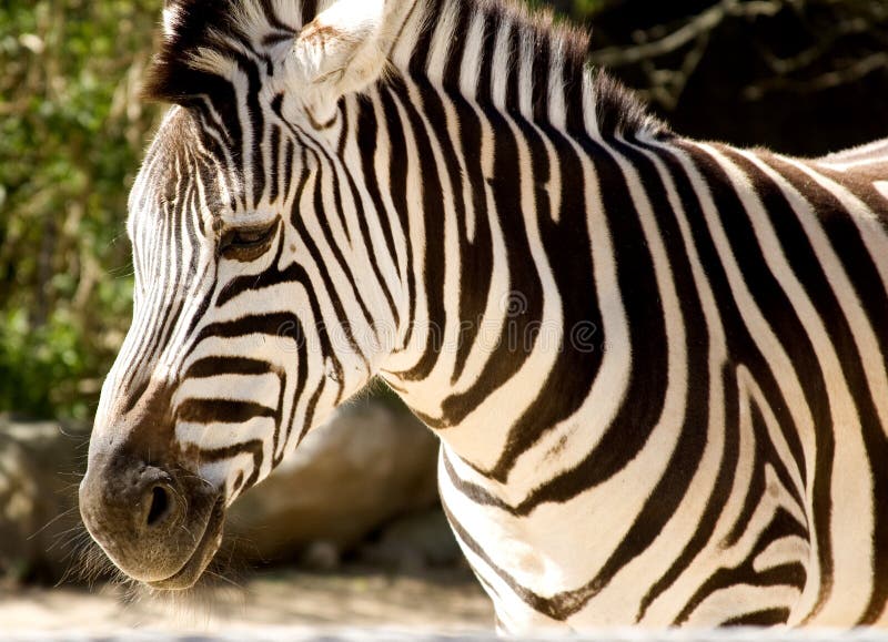 Zebra die bladeren eet stock afbeelding. Image of eten - 5526083