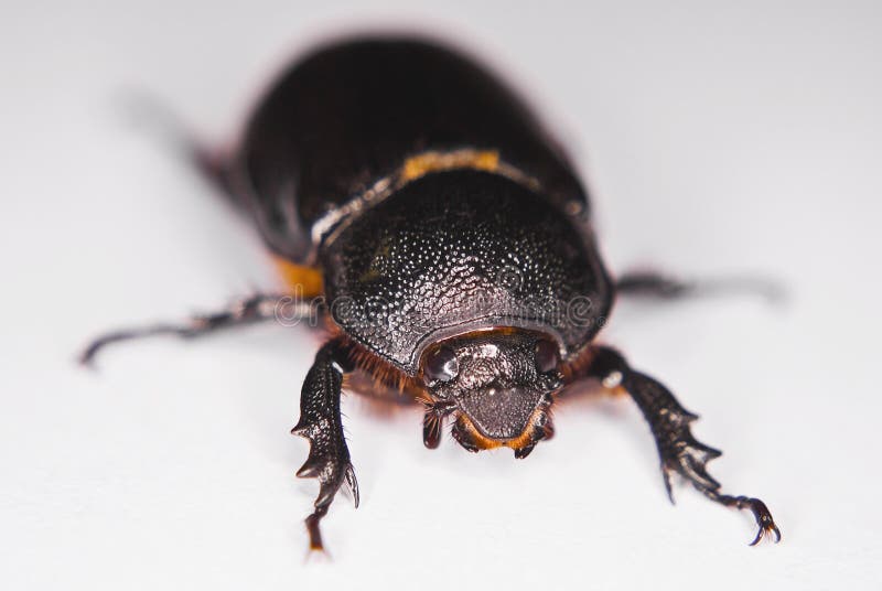 Afrikaanse Zwarte Kever stock foto. Image of sjab, entomologie - 17704060