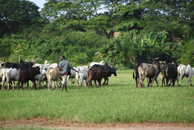 Afrikan Food Fou Stock Photos - Free & Royalty-Free Stock Photos from ...