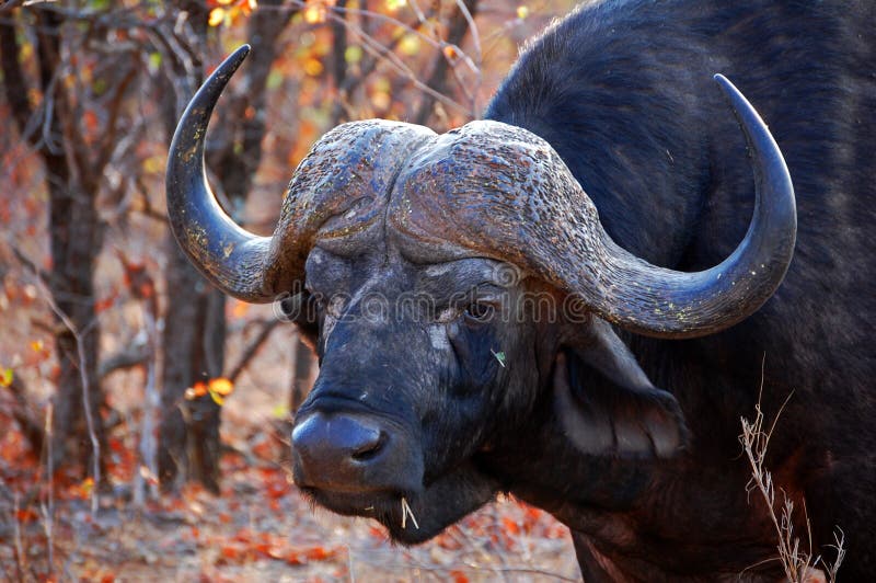 Buffel arkivfoto. Bild av close, closeup, afrikansk, ilskna - 18494638